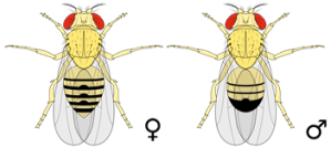 La drosophile – Biologie cellulaire et génétique du Développement