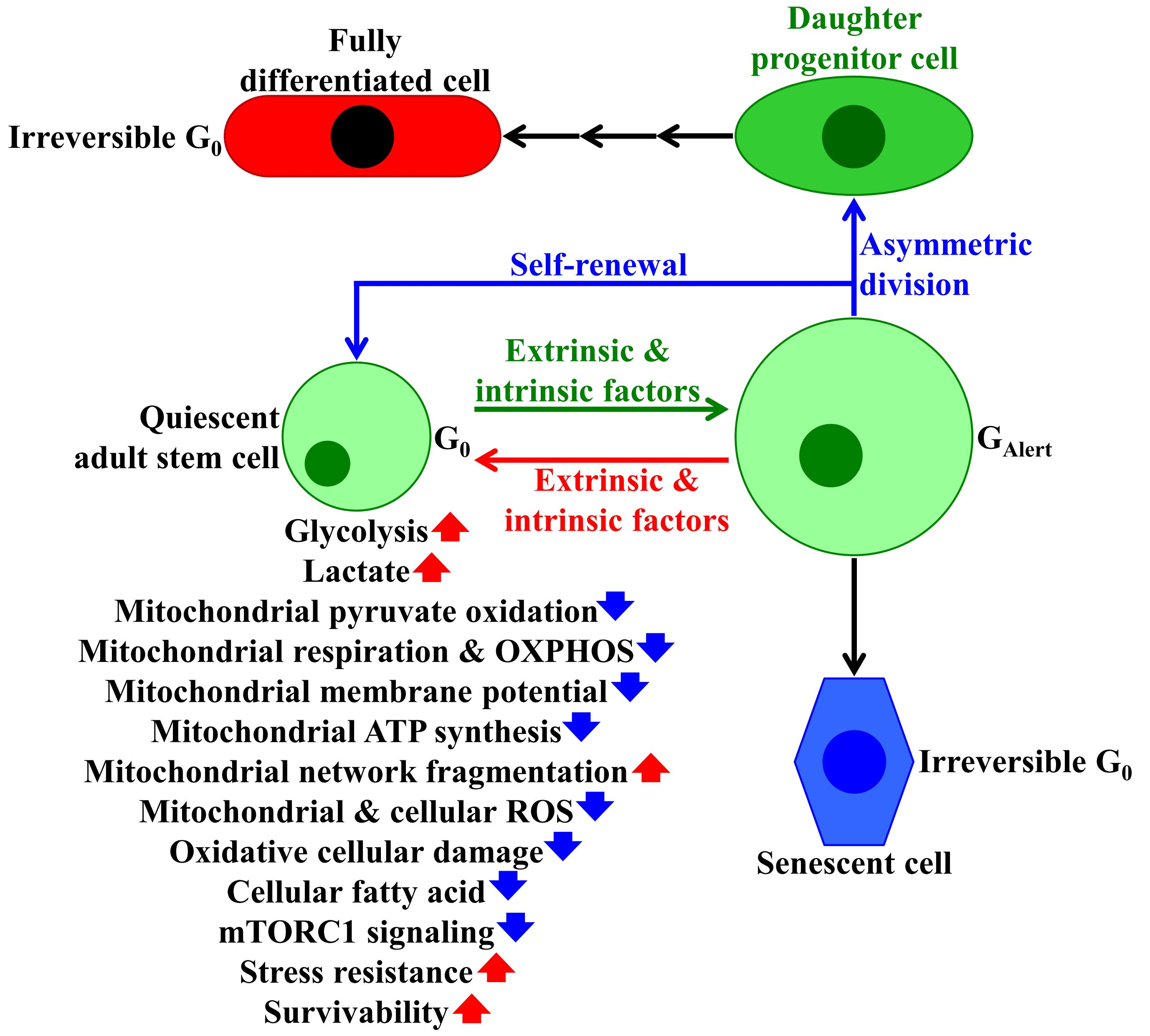 Les cellules souches – Biologie cellulaire et génétique du Développement