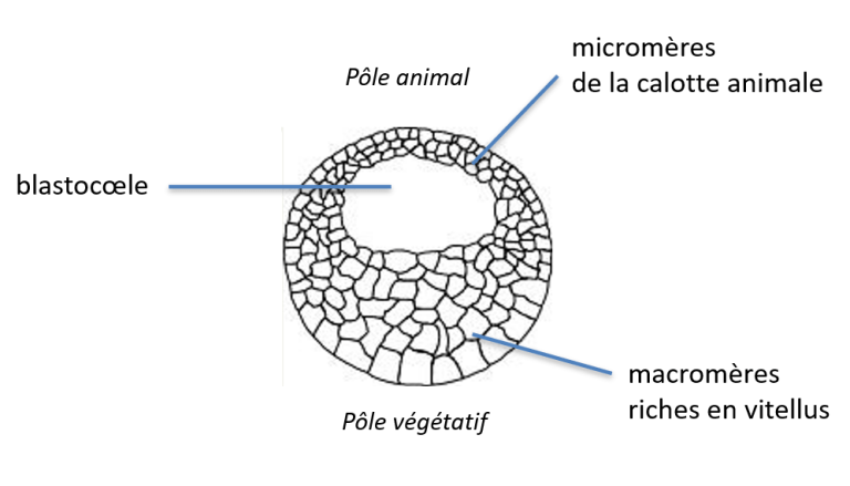 Biologie cellulaire et génétique du Développement – Le site de ...