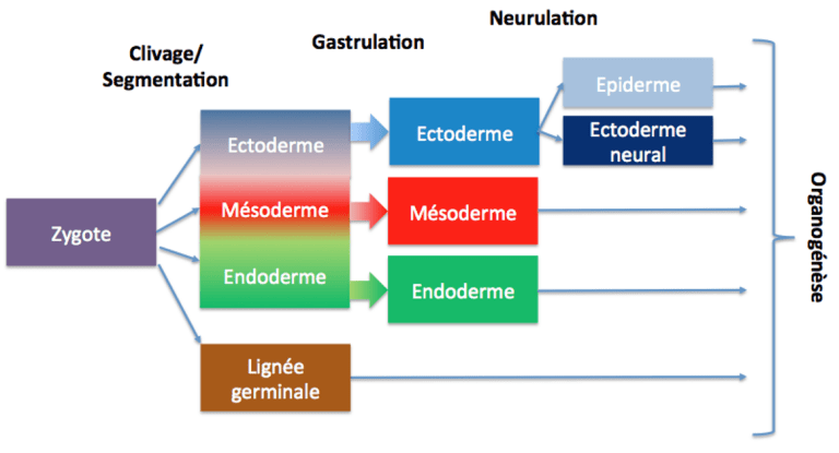 Les étapes du développement – Biologie cellulaire et génétique du ...