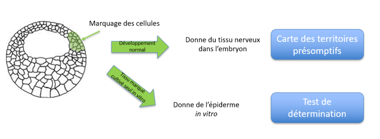 Le clivage – Biologie cellulaire et génétique du Développement