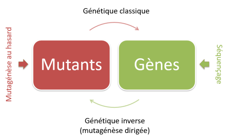 Les outils pour étudier l’expression et la fonction des gènes ...