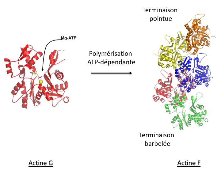 Le cytosquelette – Biologie cellulaire et génétique du Développement