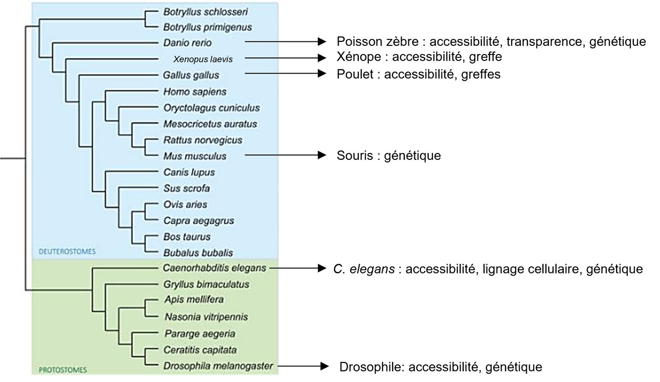 Les organismes modèles – Biologie cellulaire et génétique du Développement