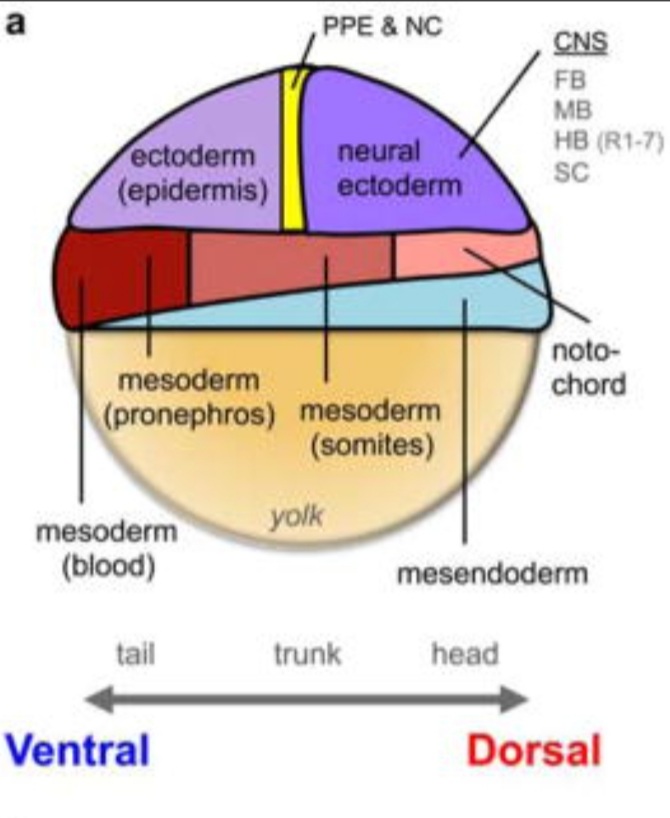 Le poisson zèbre – Biologie cellulaire et génétique du Développement