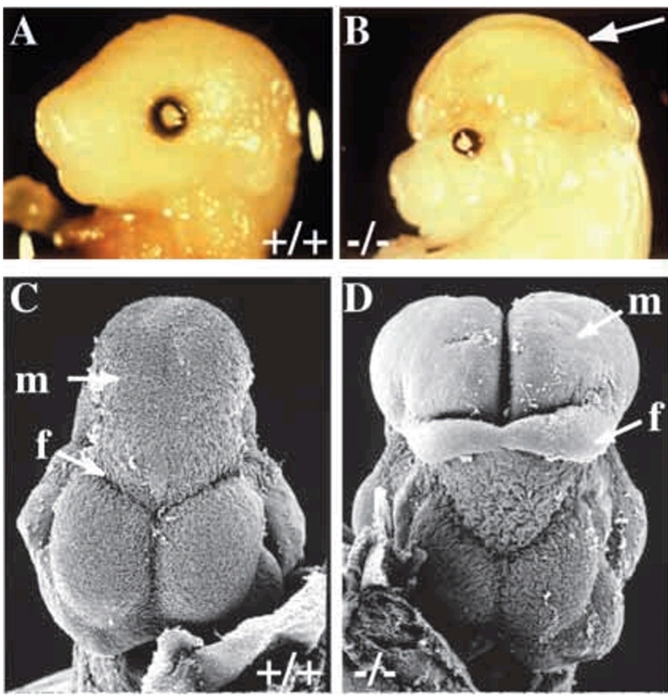 La neurulation – Biologie cellulaire et génétique du Développement