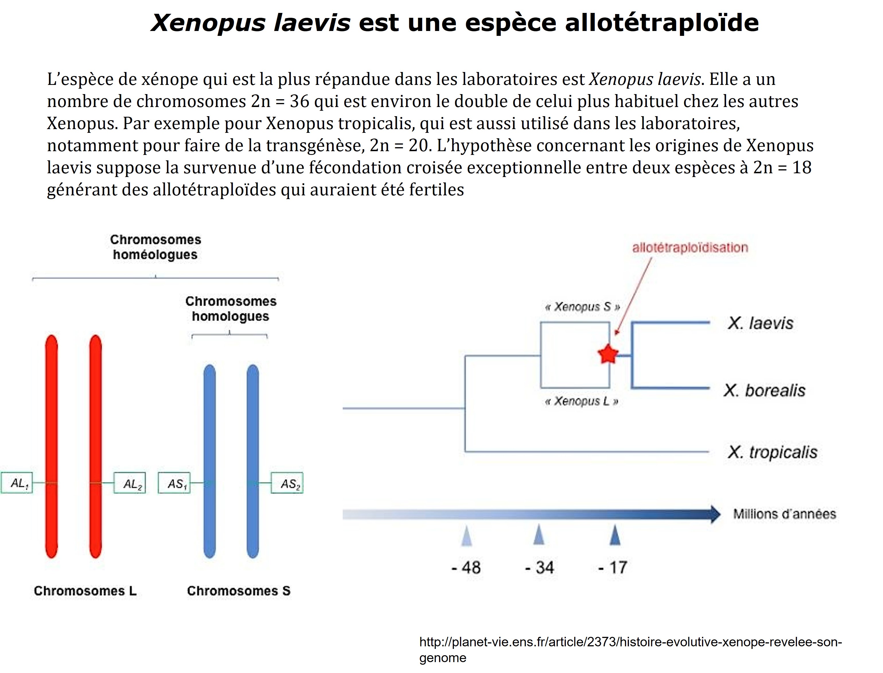 Le xénope – Biologie cellulaire et génétique du Développement