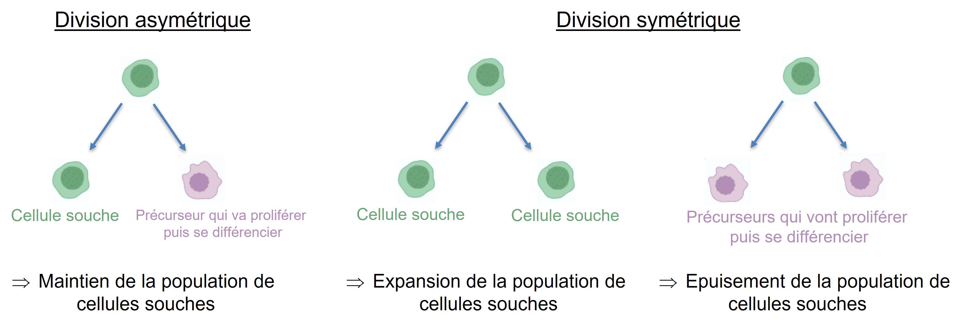 Les cellules souches – Biologie cellulaire et génétique du Développement