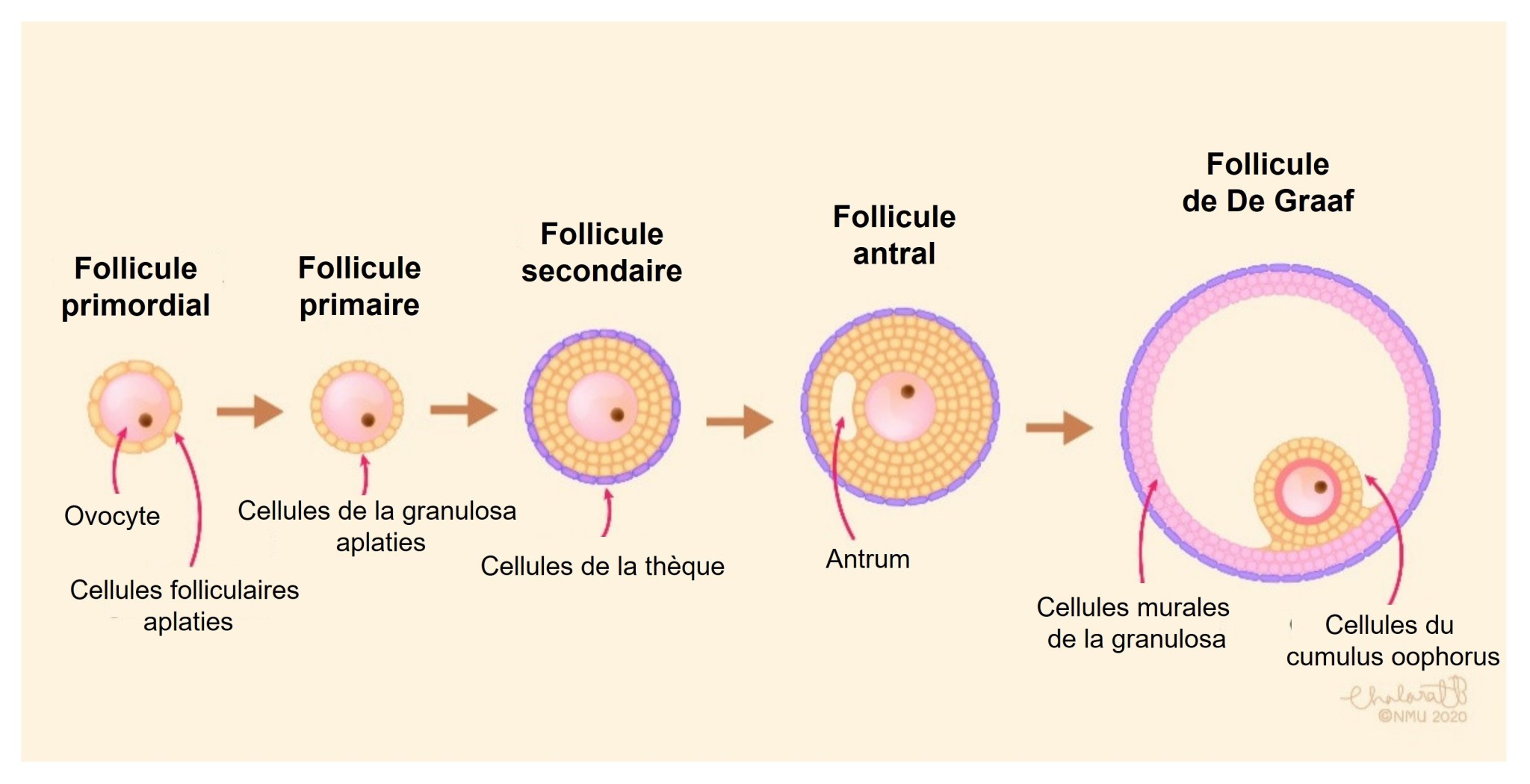 Le développement des organes génitaux et des cellules germinales – Page ...