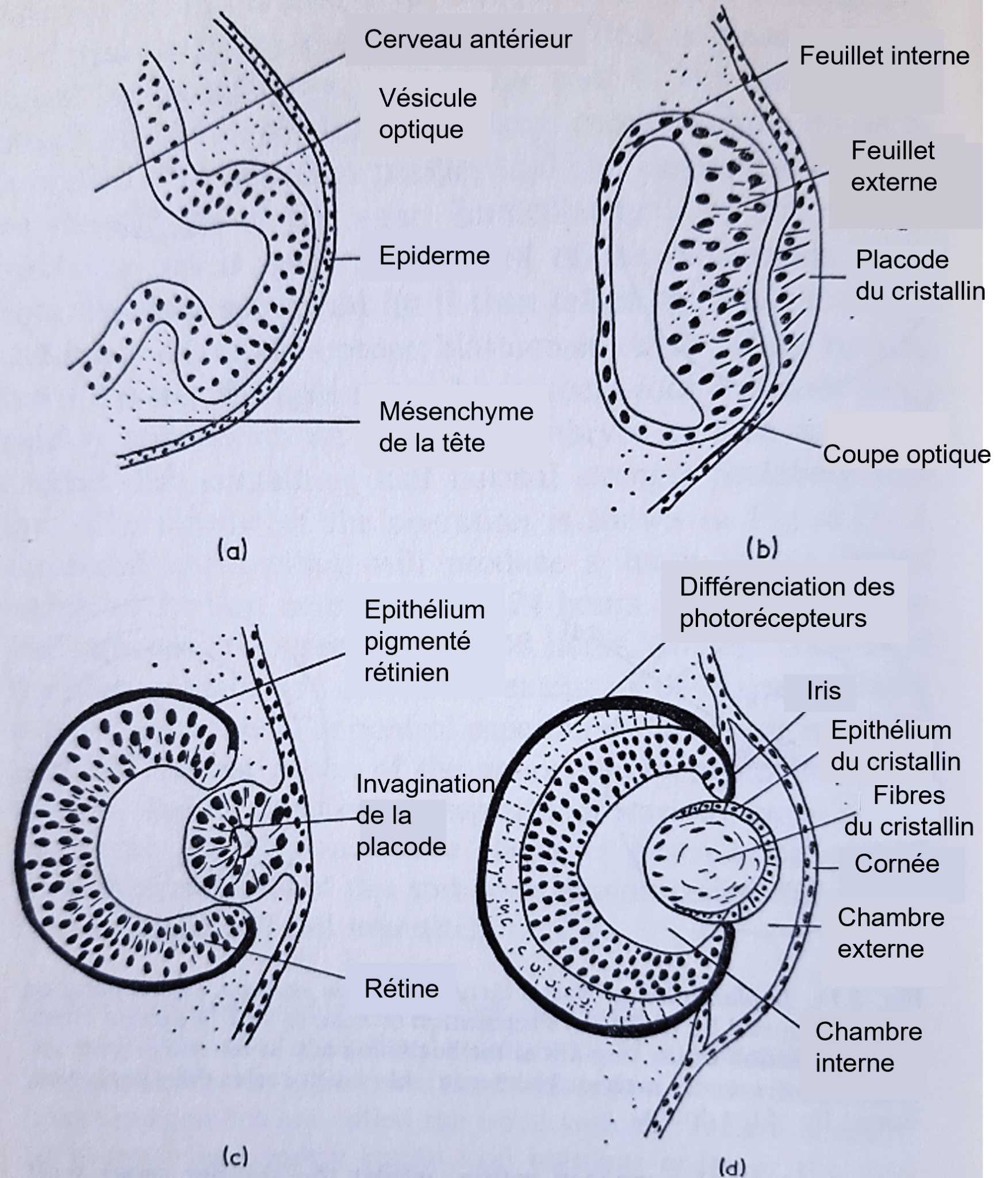 Développement de l’oeil des Vertébrés – Biologie cellulaire et ...
