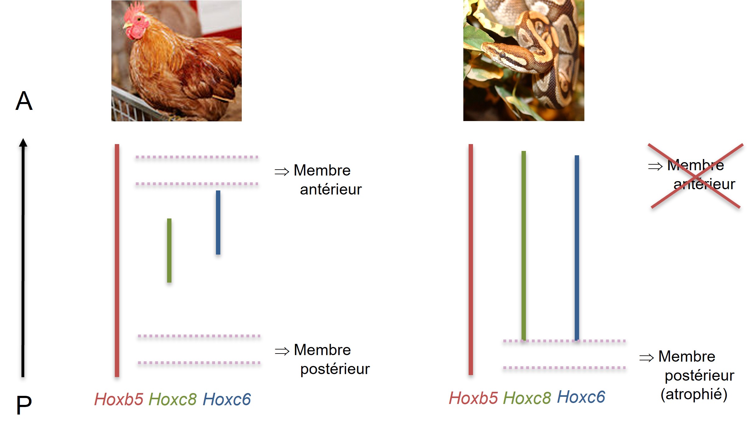 Le développement des bourgeons de membre – Biologie cellulaire et ...