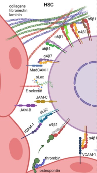 Adhérences cellule-cellule – Biologie cellulaire et génétique du ...