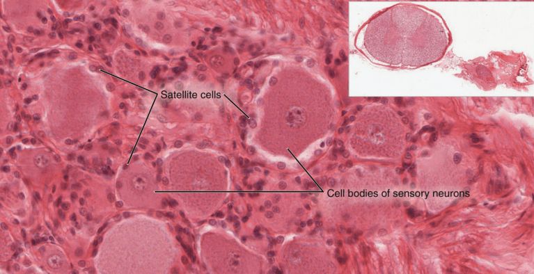 Les cellules des crêtes neurales – Biologie cellulaire et génétique du ...