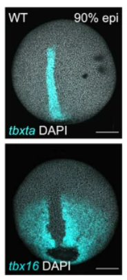 Le poisson zèbre – Biologie cellulaire et génétique du Développement