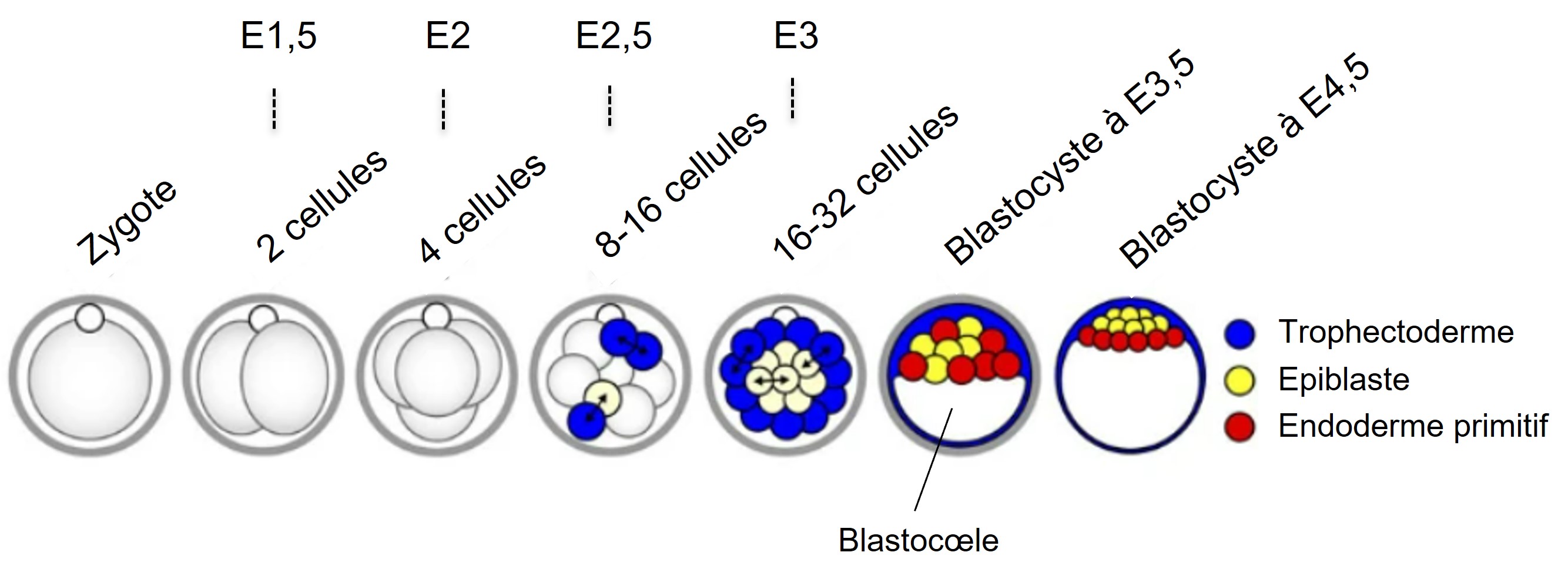 Le clivage – Biologie cellulaire et génétique du Développement