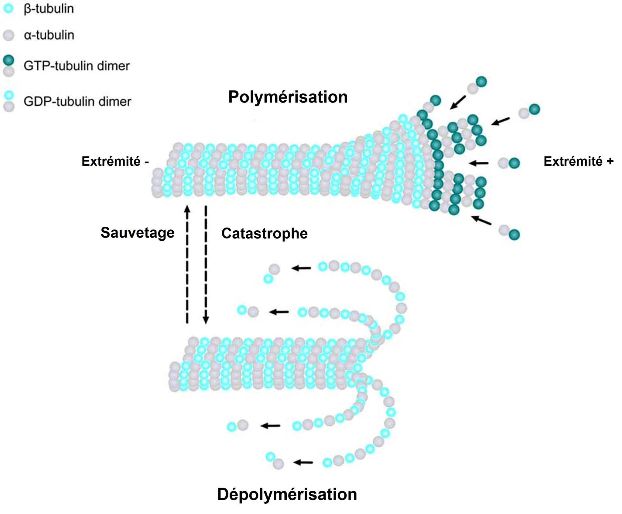 Le cytosquelette – Biologie cellulaire et génétique du Développement