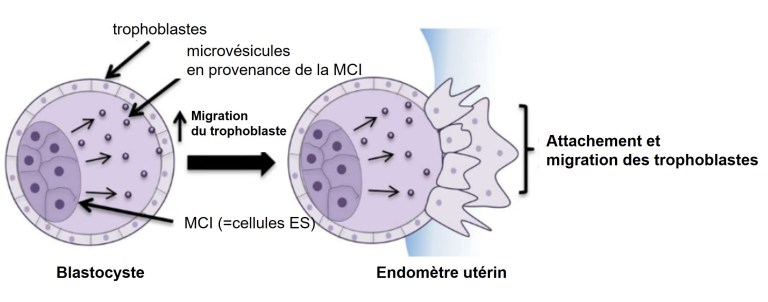 Les vésicules extracellulaires – Biologie cellulaire et génétique du ...