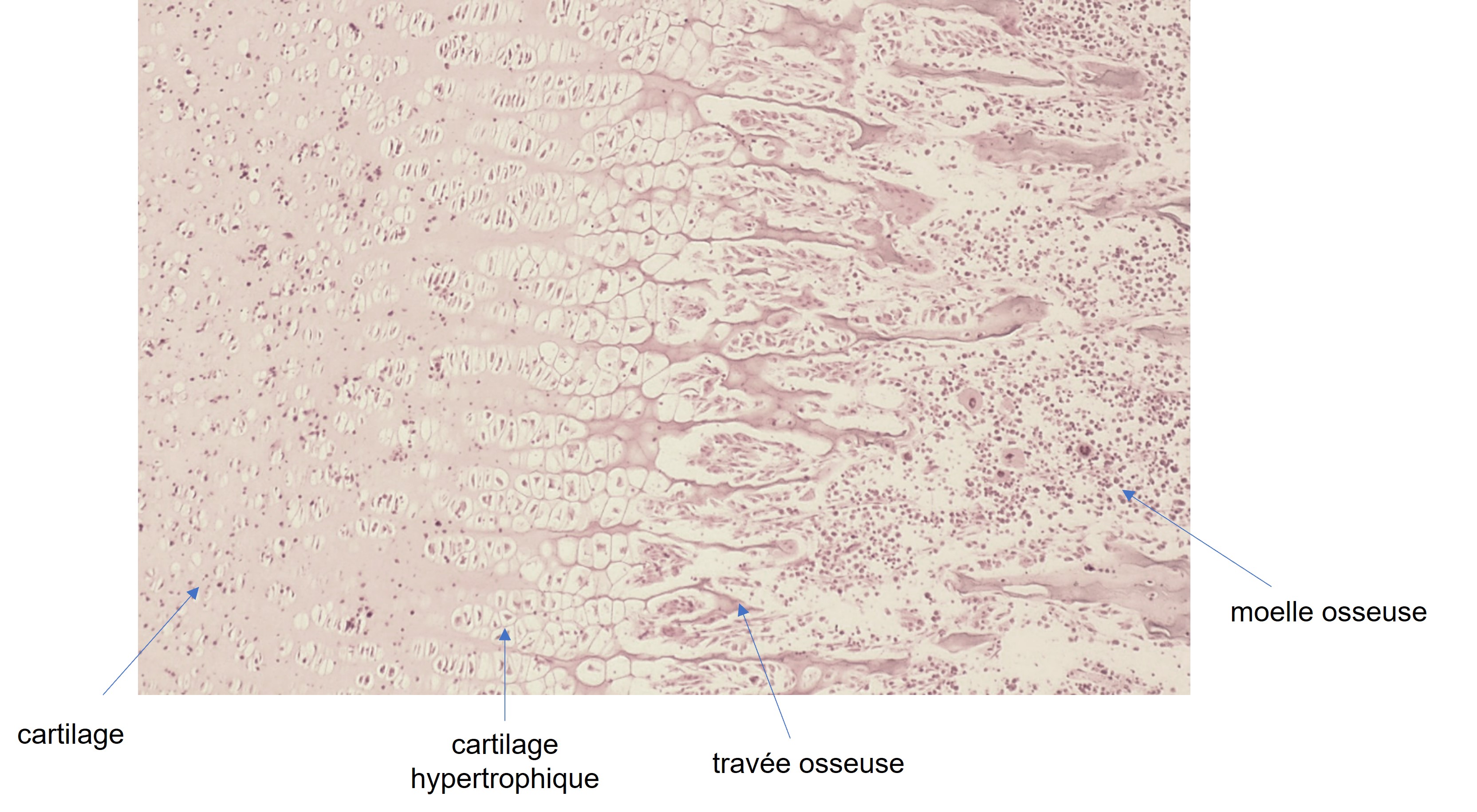 Les matrices extracellulaires animales – Biologie cellulaire et ...