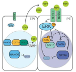 Les voies de signalisation FGF – Biologie cellulaire et génétique du ...