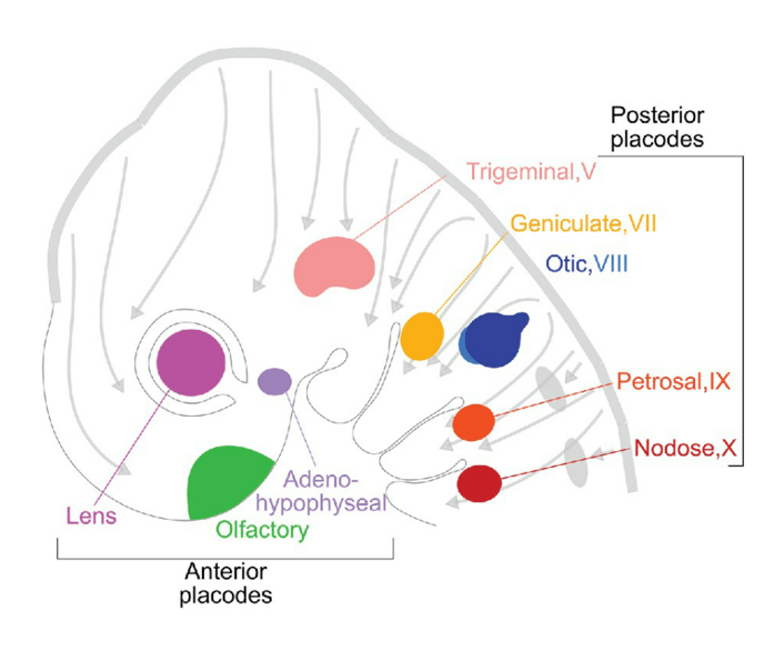 L’organogenèse – Biologie cellulaire et génétique du Développement