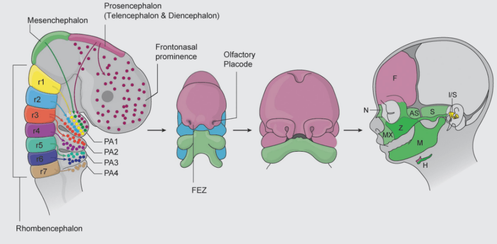 Les cellules des crêtes neurales – Page 2 – Biologie cellulaire et ...