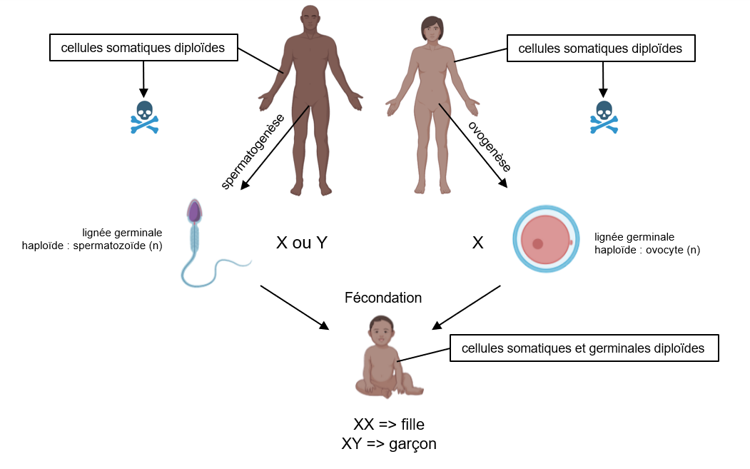 Le développement des organes génitaux et des cellules germinales – Page ...