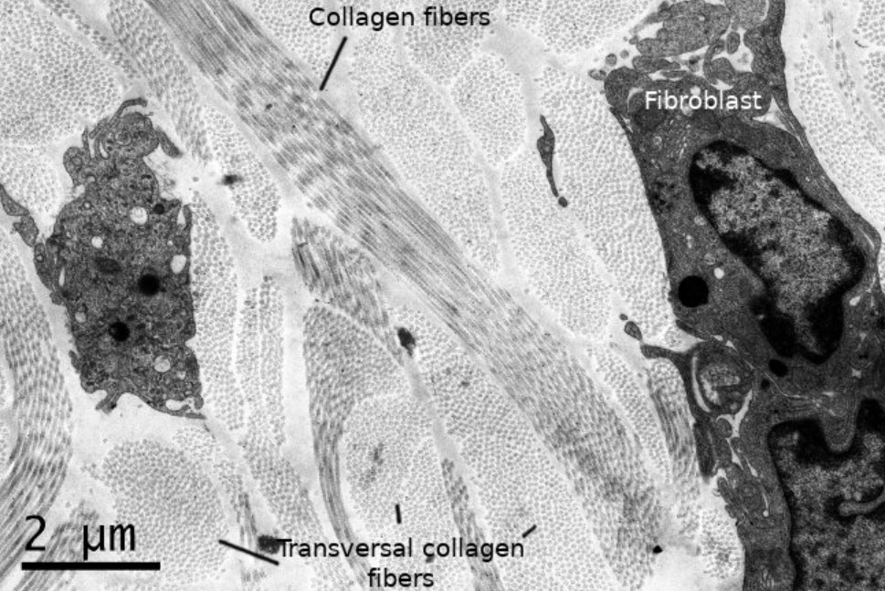 Les matrices extracellulaires animales – Biologie cellulaire et ...