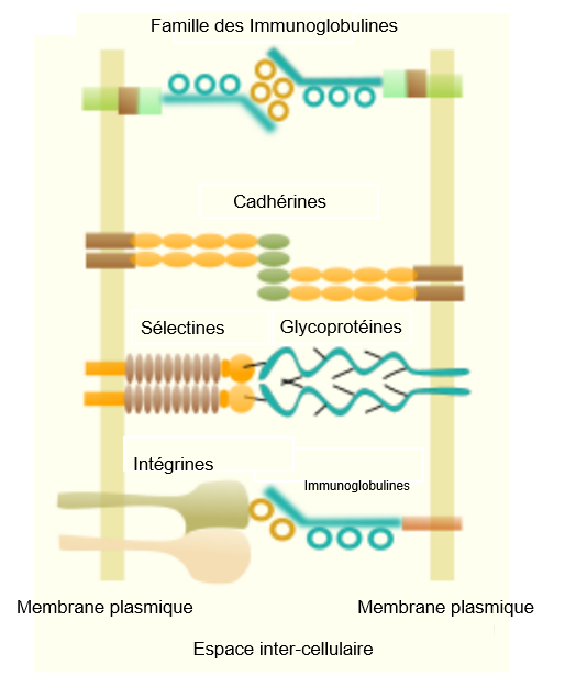 Adhérences cellule-cellule – Biologie cellulaire et génétique du ...