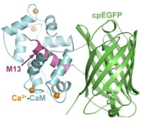 La signalisation calcique – Biologie cellulaire et génétique du ...