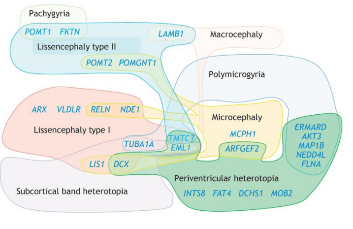 Le développement du cortex – Biologie cellulaire et génétique du ...