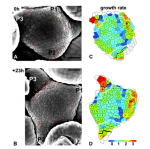 Le méristème apical caulinaire en phase végétative et lors de la ...