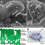 Le méristème apical caulinaire en phase végétative et lors de la ...