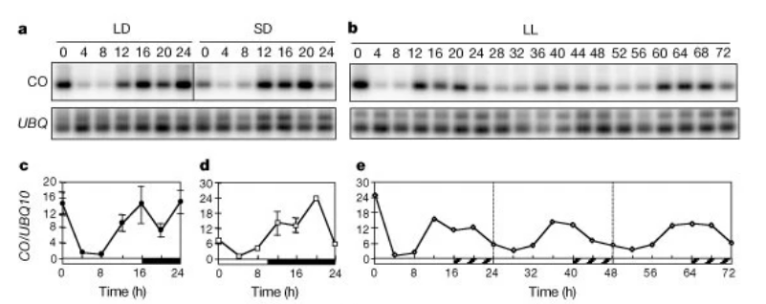 Le méristème apical caulinaire en phase végétative et lors de la ...