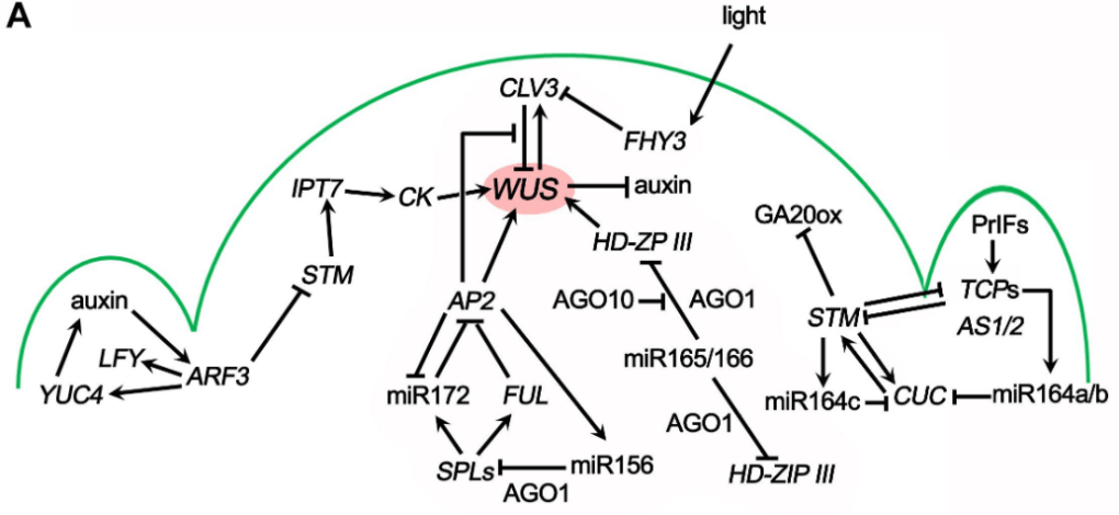 Le méristème apical caulinaire en phase végétative et lors de la ...