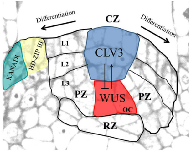 Le méristème apical caulinaire en phase végétative et lors de la ...