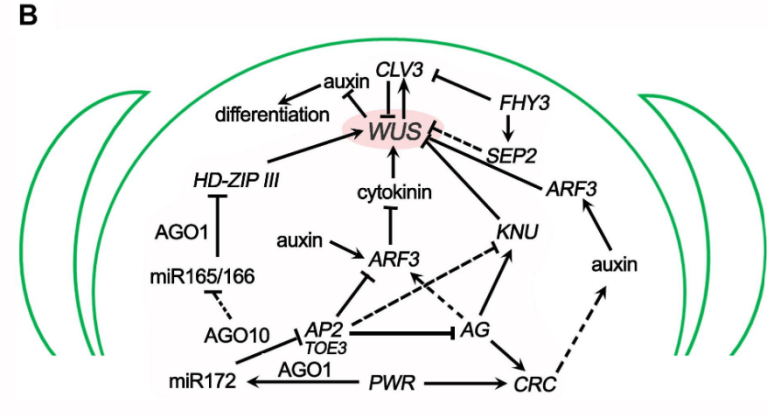 Le méristème apical caulinaire en phase végétative et lors de la ...