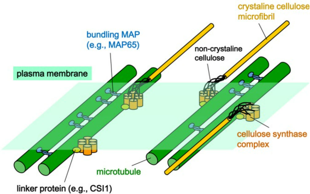 Les parois des cellules végétales – Biologie cellulaire et génétique du ...