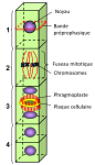 Les cycles et les divisions cellulaires – Biologie cellulaire et ...