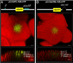 Le méristème apical caulinaire en phase végétative et lors de la ...