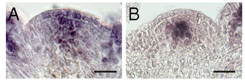 Le méristème apical caulinaire en phase végétative et lors de la ...