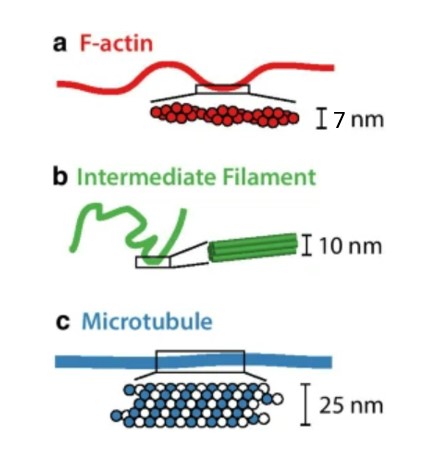 Le cytosquelette – Biologie cellulaire et génétique du Développement