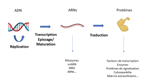 Contrôle de la traduction – Biologie cellulaire et génétique du ...