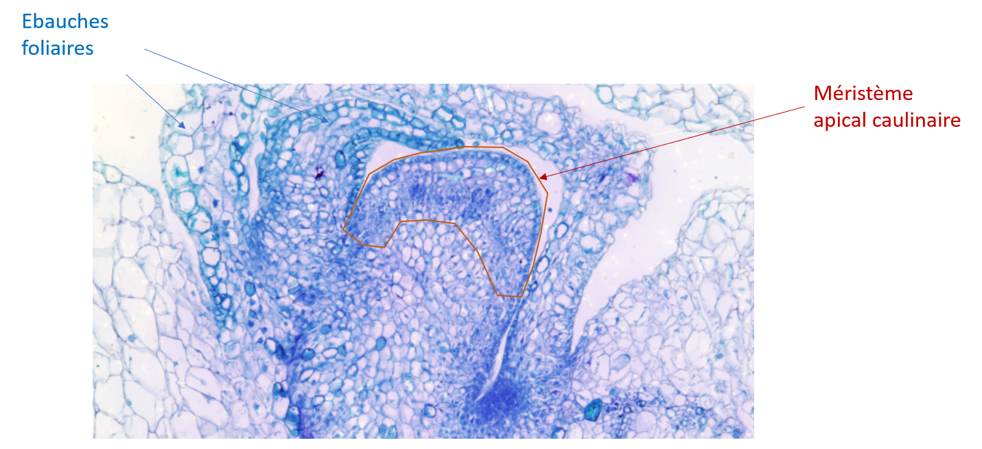 Le méristème apical caulinaire en phase végétative et lors de la ...