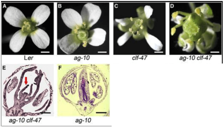 Le méristème apical caulinaire en phase végétative et lors de la ...