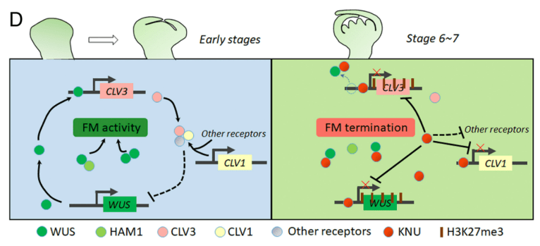 Le méristème apical caulinaire en phase végétative et lors de la ...