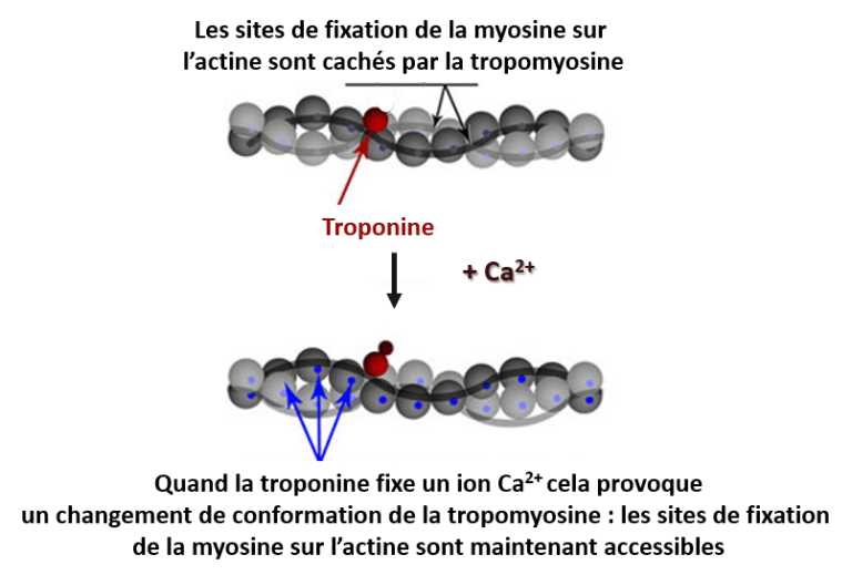 La signalisation calcique – Biologie cellulaire et génétique du ...