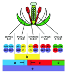 Le méristème apical caulinaire en phase végétative et lors de la ...