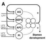 Le méristème apical caulinaire en phase végétative et lors de la ...