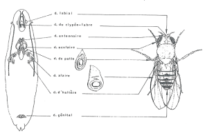 La drosophile – Biologie cellulaire et génétique du Développement