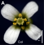 Le méristème apical caulinaire en phase végétative et lors de la ...